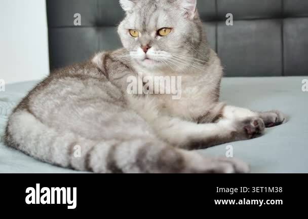 Gray cat sits on bed and watches surroundings with focused eyes in a ...