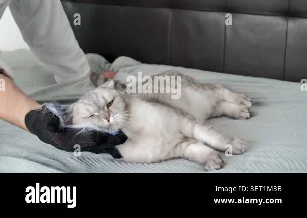 Relaxed cat enjoys gentle grooming at home with loving hand in cozy ...