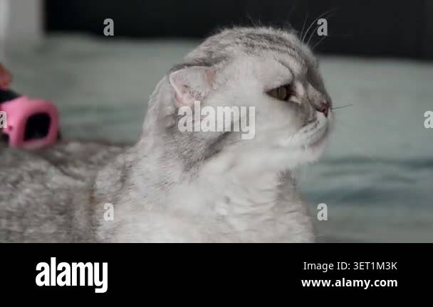 Person brushes a cat on a bed in a cozy room during the afternoon ...