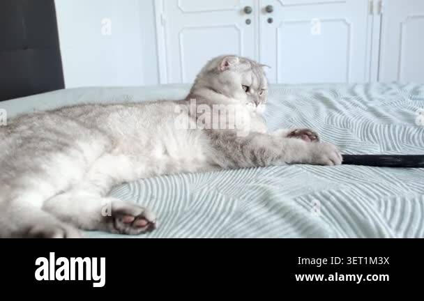 Cute cat plays and relaxes on bed while exploring playful moment in ...