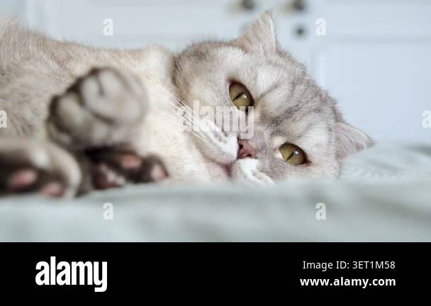 Scottish fold cat relaxes on bed in cozy room during afternoon light ...
