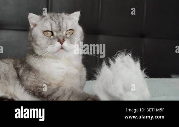 Cat lying on bed with fluff in its paw, relaxed moment captured indoors ...