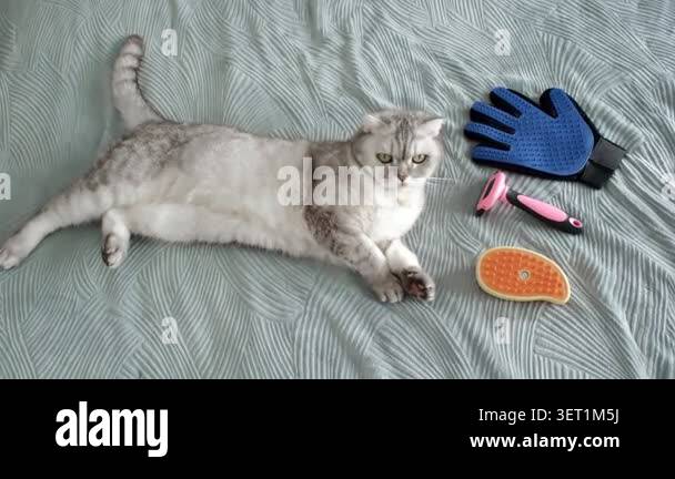 Cat grooming session with tools shown in home setting during daytime ...
