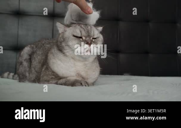 hand holds cotton fluff above cat head during grooming. Cat gets ...