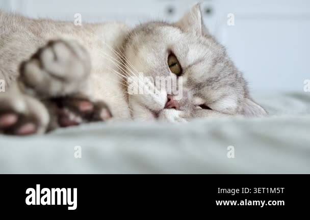 Scottish fold cat relaxes on bed in cozy room during afternoon light ...