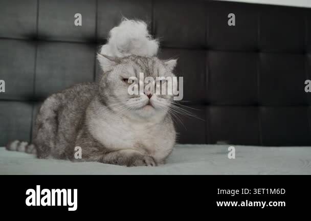 Cat with funny hat sitting on bed and looking unimpressed in room with ...