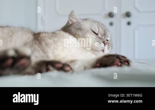 Scottish fold cat relaxes on bed in cozy room during afternoon light ...