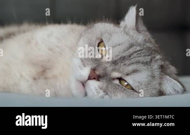 Scottish fold cat relaxes on bed in cozy room during afternoon light ...