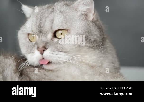 Cat with gray fur and yellow eyes showing tongue in indoor setting ...