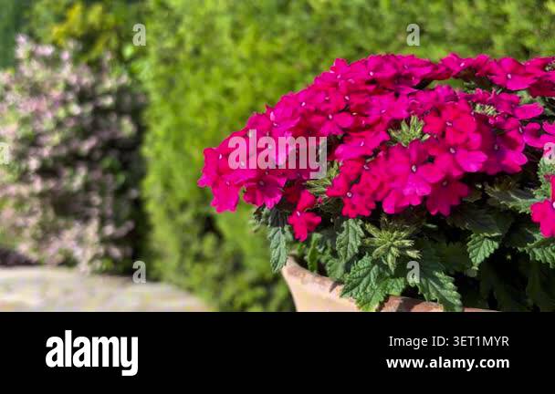 Blooming Pink Verbena Flowers in Garden on Sunny Summer Day. High ...
