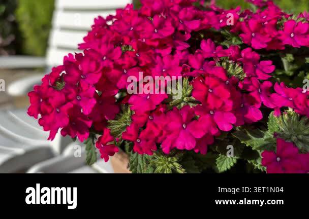 Close up footage of vibrant pink verbena flowers blooming in a home ...