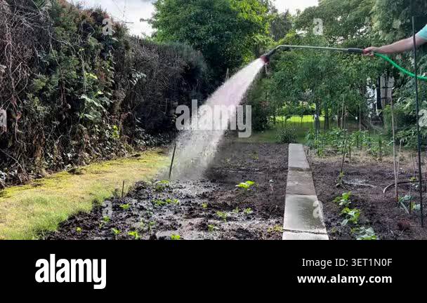 Wide angle video of a gardener watering young vegetable plants with a ...