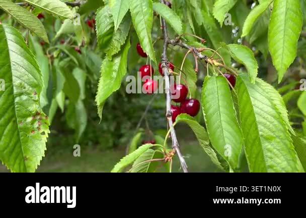 Close up video of ripe sweet cherries hanging on branches of a cherry ...