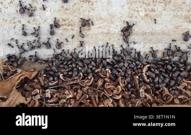 A close-up shows a group of ants hauling a husked Ricinus communis seed ...