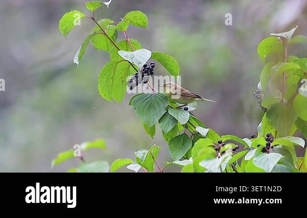 Captivating macro shot of a small olive-green songbird moving along a ...