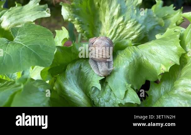 Pest Snail Moving Across Fresh Lettuce Leaves in Organic Farming ...