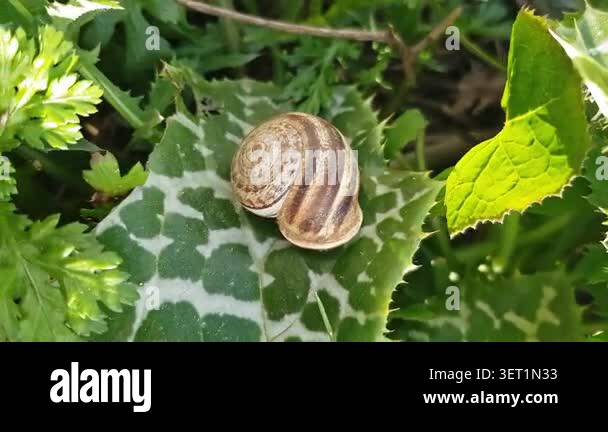 The Eobania vermiculata rests on a vivid leaf, its shell's intricate ...