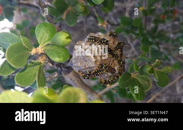 Paper wasps moving around their nest display impressive building skills ...