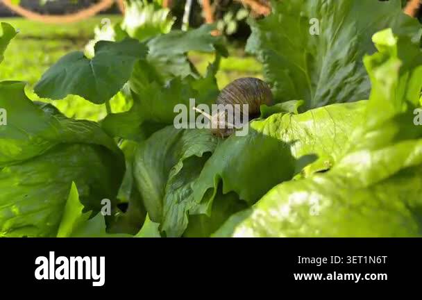 Slow Motion Snail Crawling on Healthy Lettuce Leaves in Natural ...