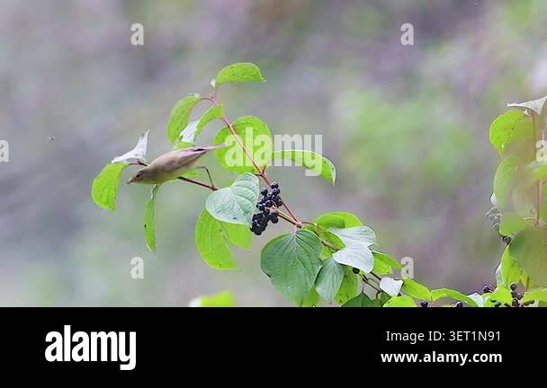Detailed shot of a wild songbird carefully picking and eating black ...