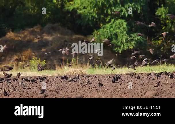 Impressive footage of an extremely large starling flock hundreds to ...