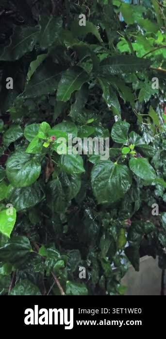 Vertical slow motion: heavy rain pours over vibrant, rain-drenched ...
