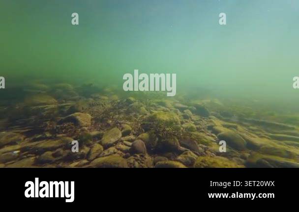 common chub predator fish shoal in fast flow, Myriophyllum spicatum ...