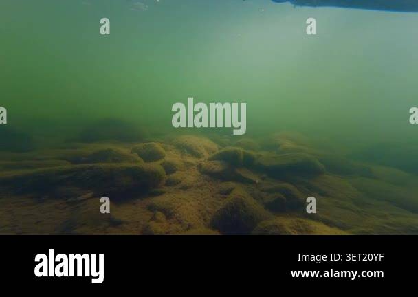 underwater aquascape after flood, green algae bloom in low visible ...