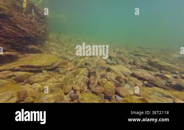 deep mountain stream slope biotope, turbulent clearwater flow, green ...
