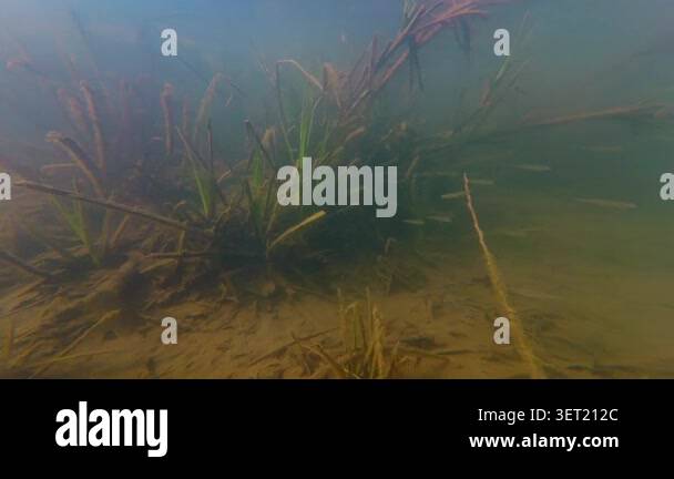 dwarf fish fry in stream biotope, terrestrial grass immersed underwater ...