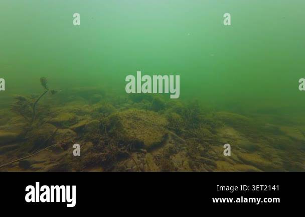 riverbank biotope aquascape, watermilfoil aquatic plant oxygenate ...