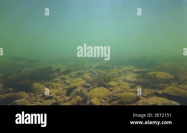 sunshine on silt sediment polished pebble streambed, biotope aquascape ...