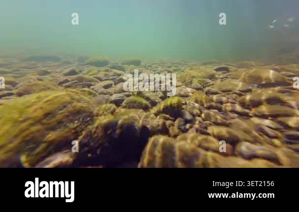 dwarf fish in turbulent flow, deep slope mountain stream biotope, low ...