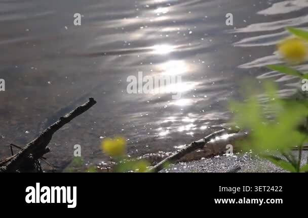 Glistening river water with bright sun glare, ripples, and lush green ...
