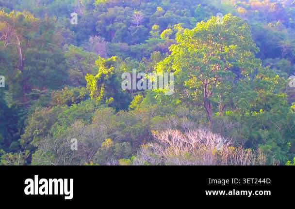 Scenic tropical mountain landscape with rainforest hills and foreground ...