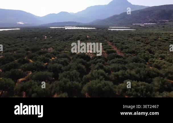 Aerial view flying over a vast olive grove plantation. Majestic ...