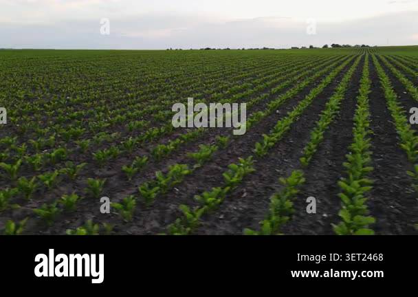 Lush green rows of young sugar beet seedlings sprouting from the dark ...