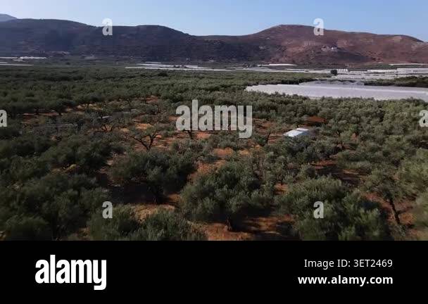 Expansive aerial footage showcasing a vast olive tree plantation. The ...