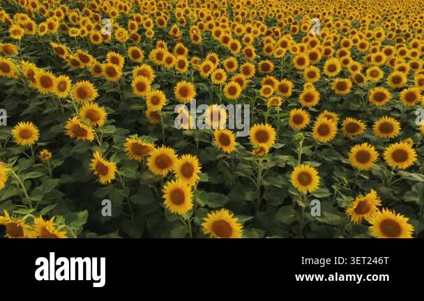 Beautiful sunflowers blooming in a vast agricultural field. Golden ...