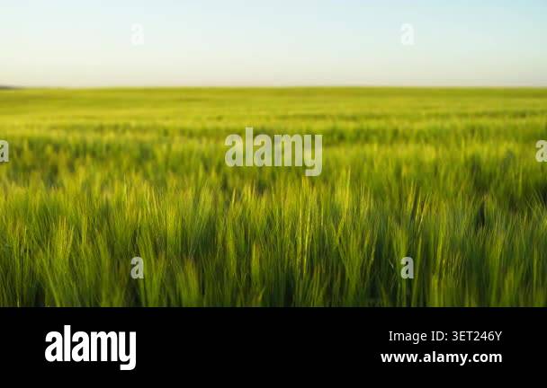 Young green wheat field swaying in the wind during a scenic sunset ...