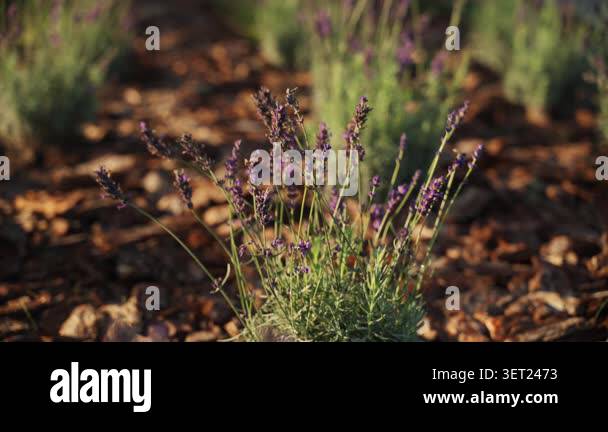 Close-up of a blooming lavender bush with vibrant purple flowers ...
