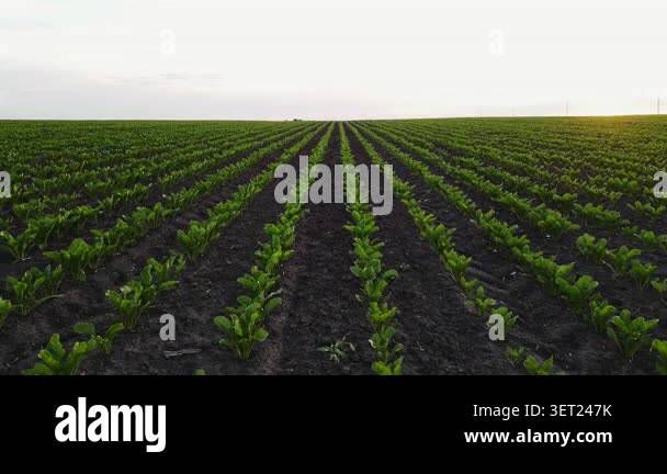 Aerial perspective slowly moving forward over a vast agricultural field ...