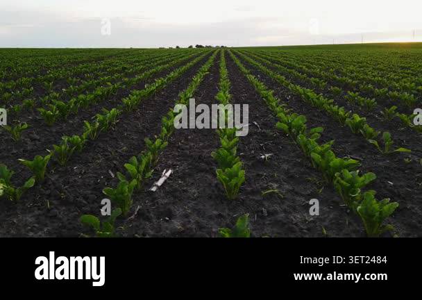 Low angle camera movement through a cultivated agricultural field with ...