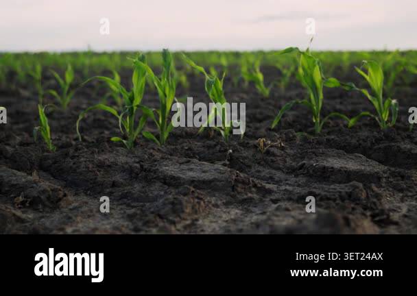 Close-up slider shot of rows of young green corn sprouts emerging from ...