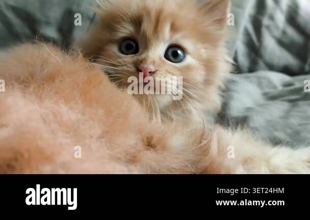 Adorable orange kitten licking fur. Cute animal behavior video Stock ...