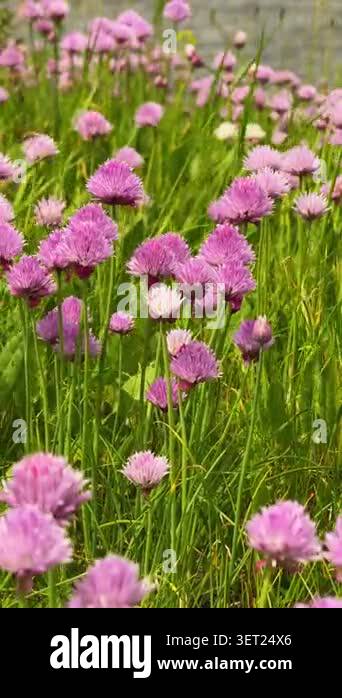 Delicate blooming Allium schoenoprasum flowers in a natural meadow ...