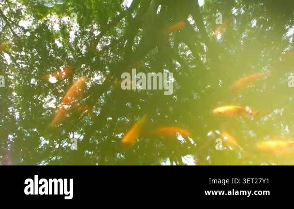high angle of a pond with trees reflection, fish, calming wavey water ...