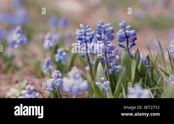 First beautiful spring flowers, purple hyacinths, blooming in a field ...