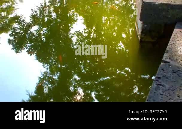 high angle of a pond with trees reflection, fish, calming wavey water ...