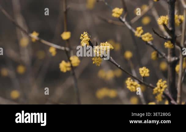 Delicate yellow blossoms of a Cornelian cherry tree gently swaying in ...